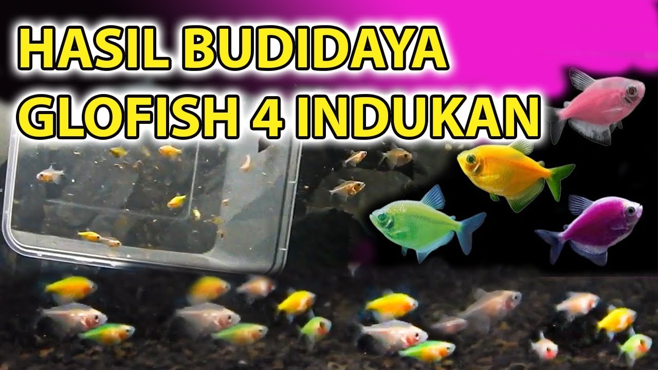 hasil budidaya glofish dari modal 20 ribu rupiah ! - YouTube