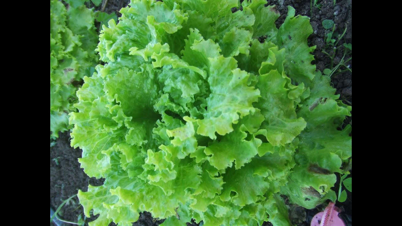 Como obtener semillas de lechuga - YouTube