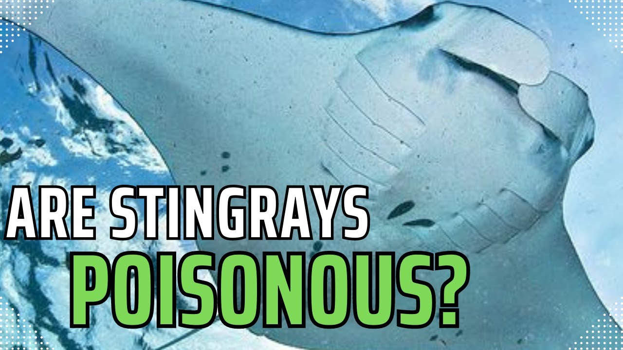 Uncovering the Truth Behind STINGRAYS: Are They REALLY Dangerous? - YouTube