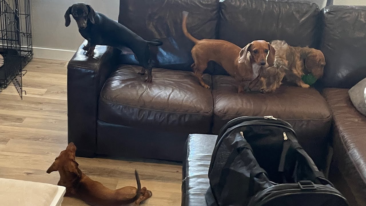 dogs will be dogs - YouTube