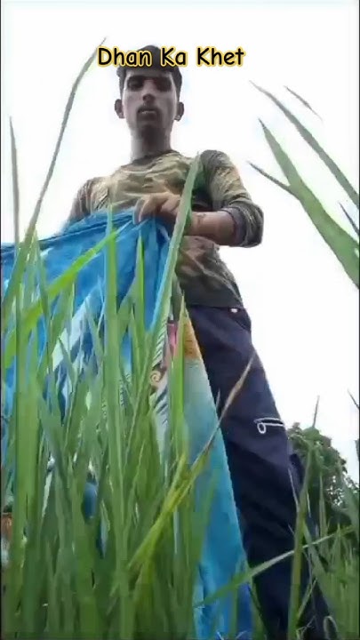 Dhan Ka Khet 🤗 #shorts #viralvideo #trending #ytshorts #youtubeshorts #villagevlog #short 😇 # ...