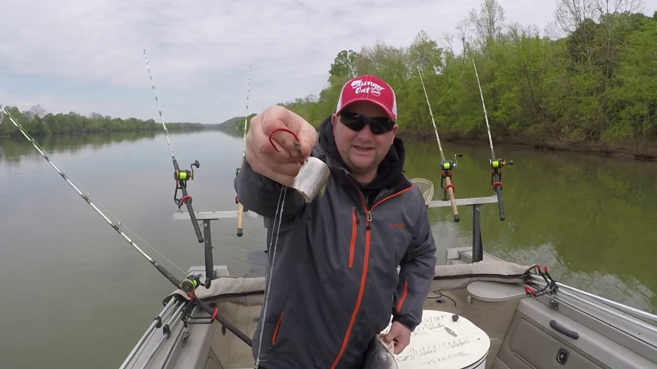 Scary Water Temperature Spring Flathead Catfish - YouTube