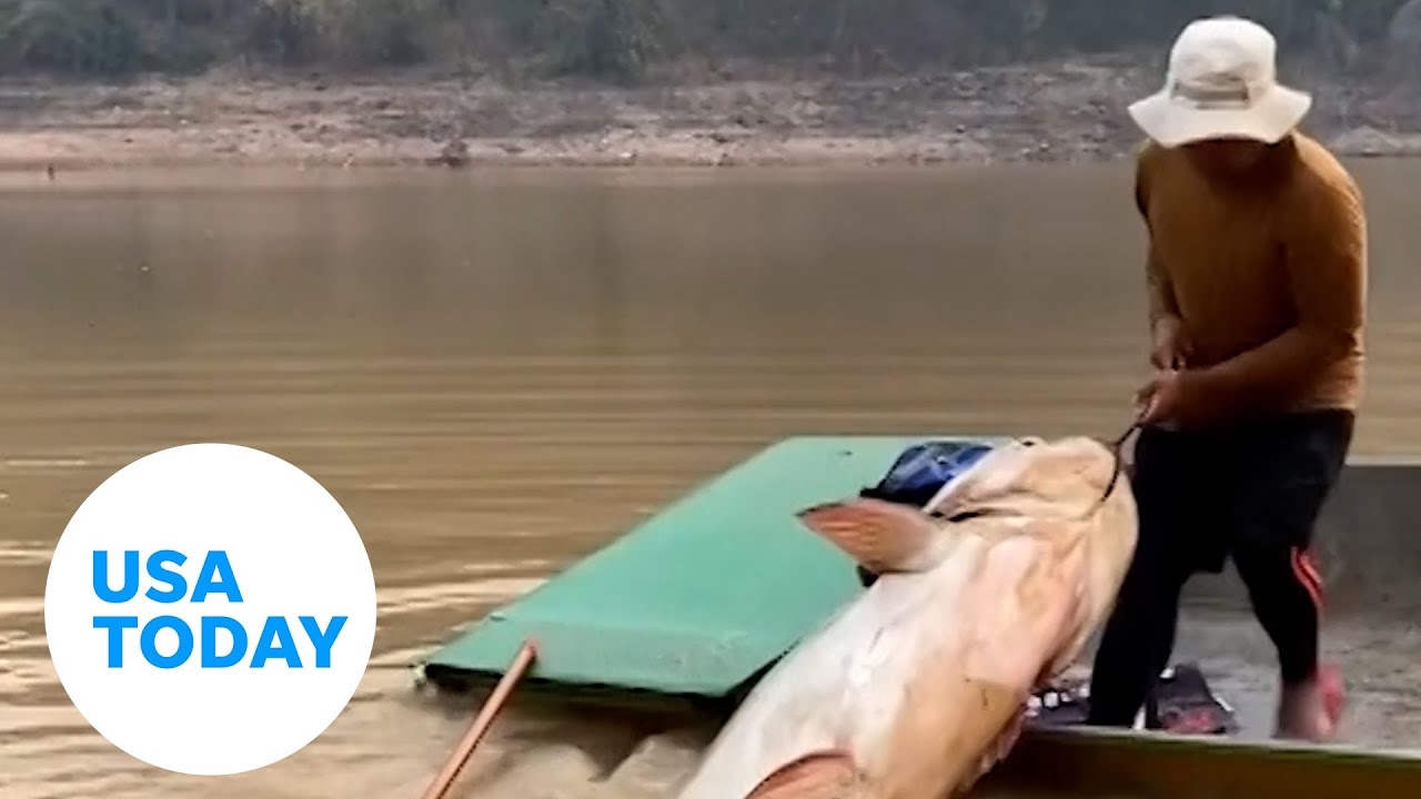Man struggles to get enormous 297-pound fish into boat in major catch ...
