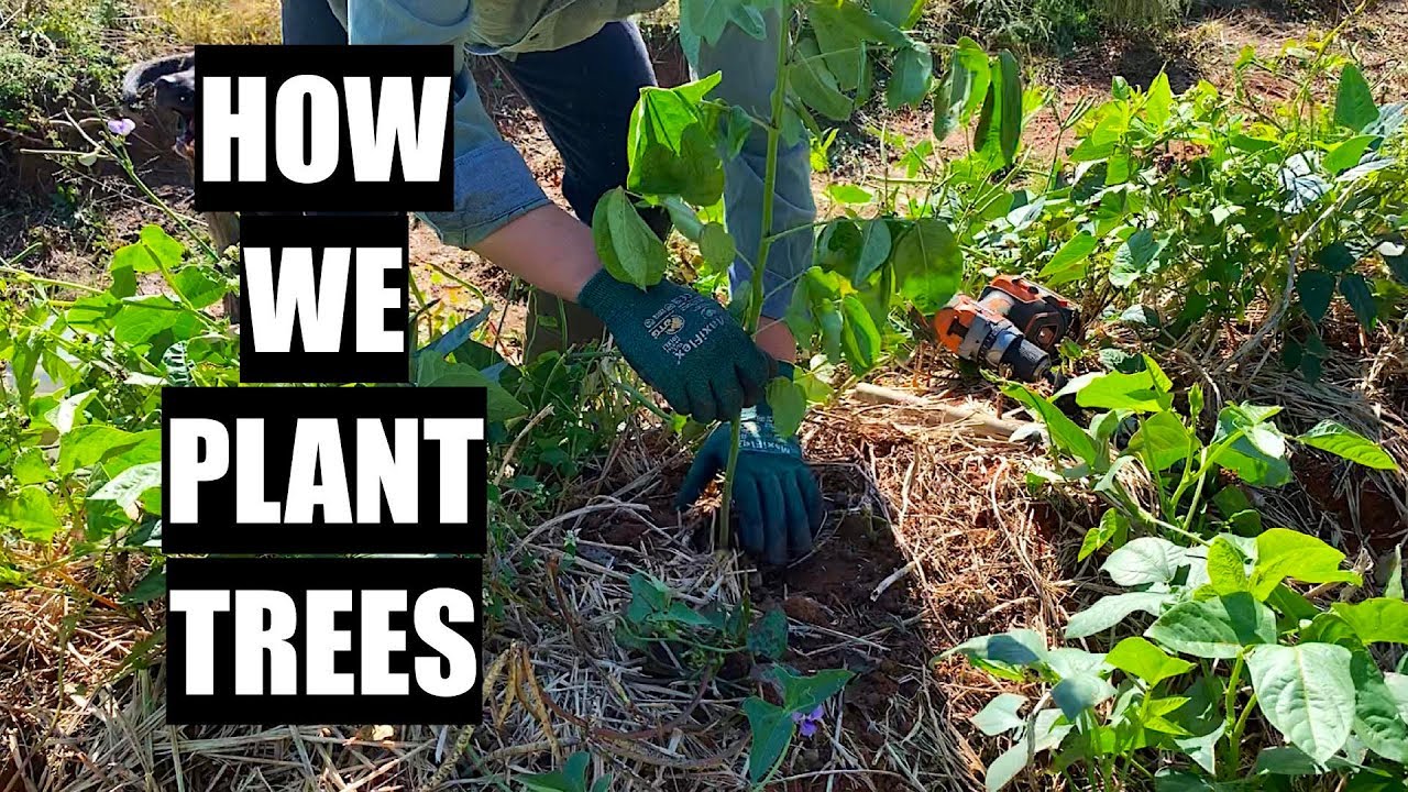 How We Plant Trees: STEP BY STEP - YouTube