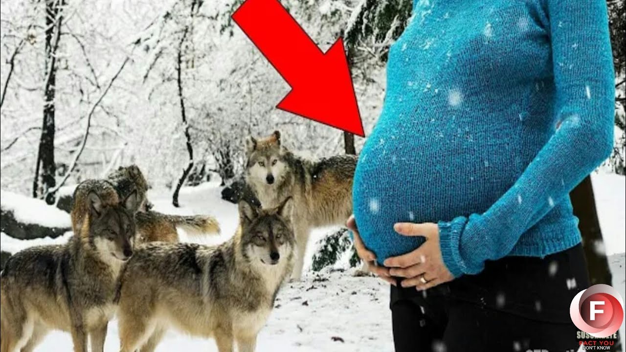Wolf pack rescued a pregnant woman in a forest in winter. What happened ...