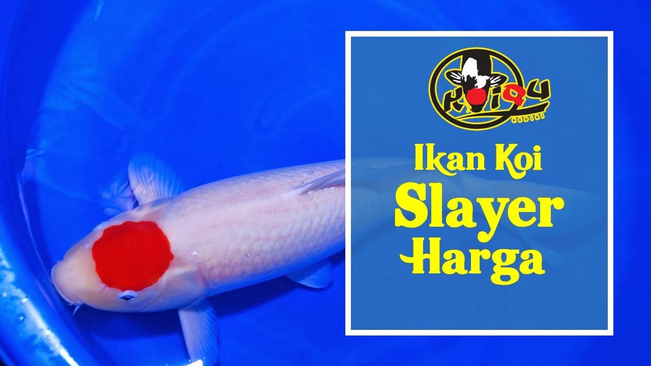 IKAN KOI SLAYER HARGA WA 087846868086 - YouTube