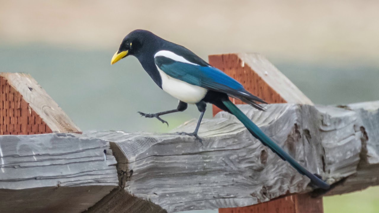 Yellow-Billed Magpie - YouTube