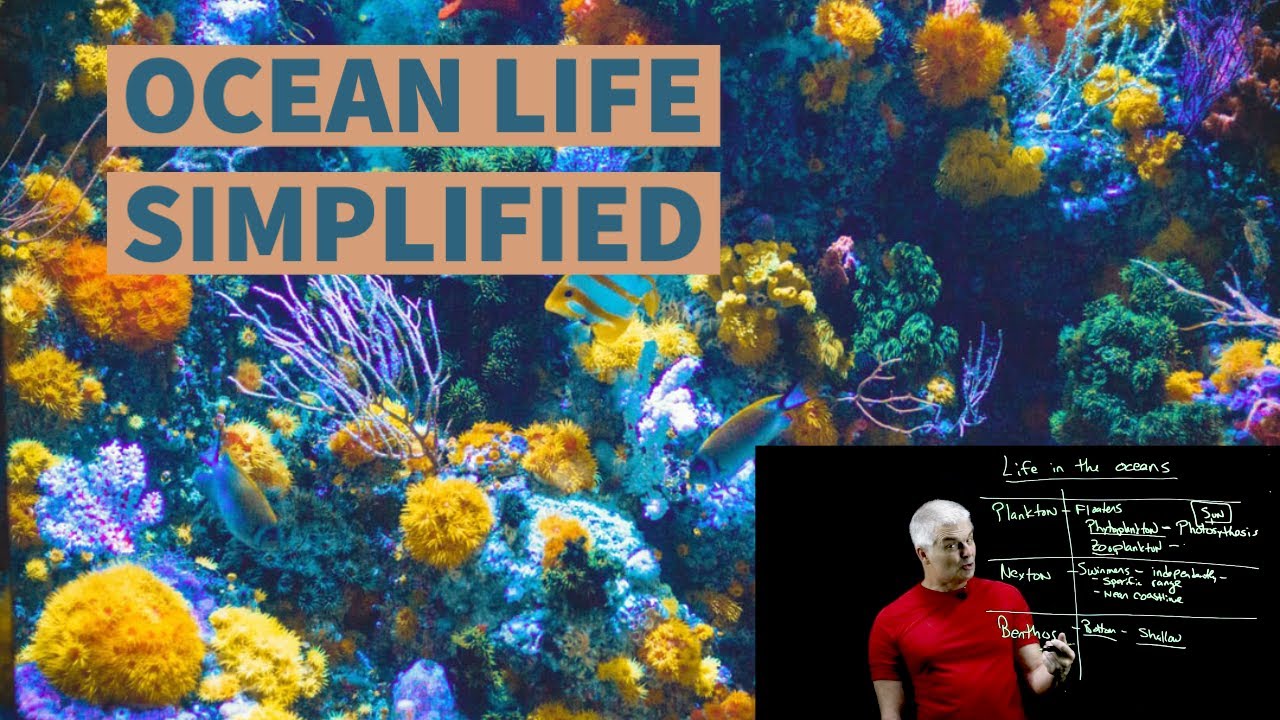 Ocean Life Simplified - YouTube