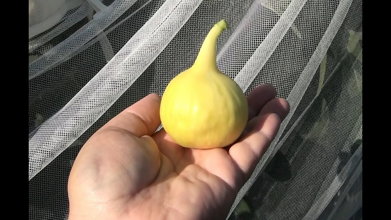 My favorite fig - Yellow Long Neck - YouTube
