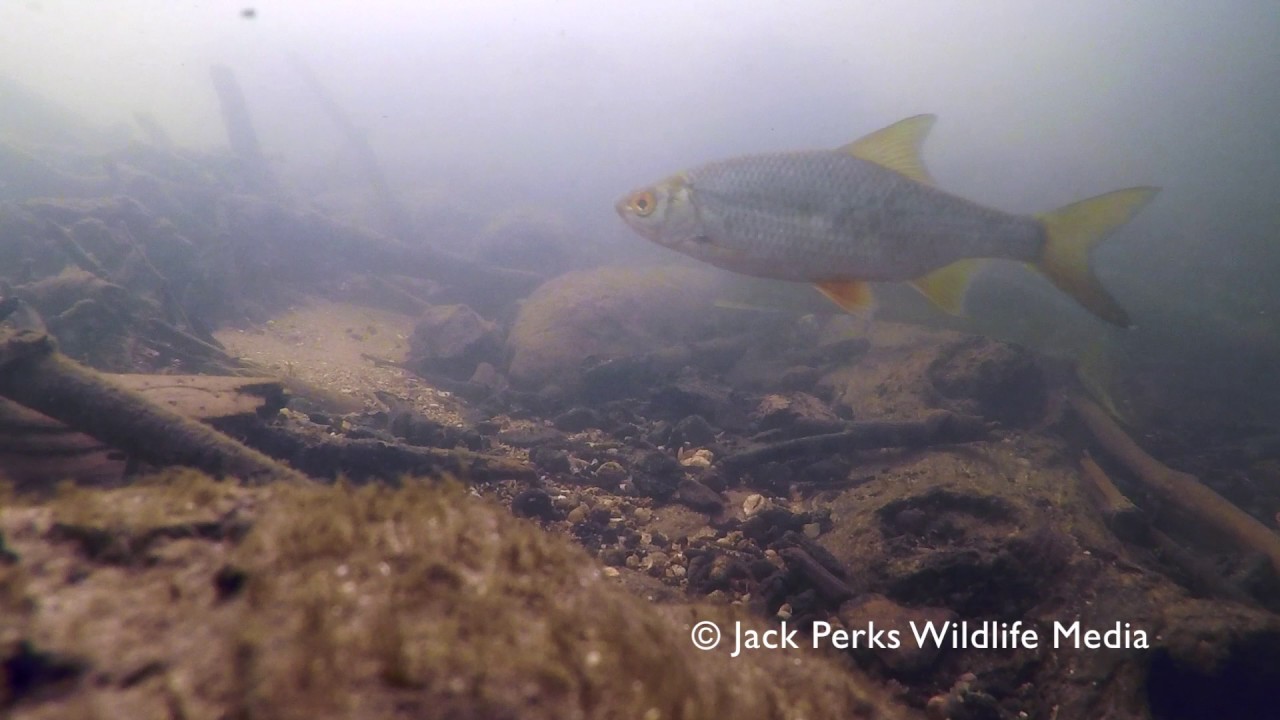 European Eel Feeding on the River bed - YouTube