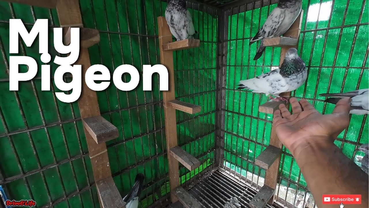 আমার বাসার প্রিয় কবুতর! | My Home's Beautiful Pigeon – Watch Them ...