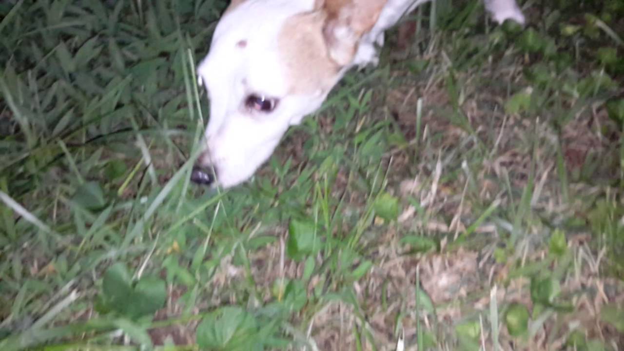 Hunting the gopher in the night - YouTube