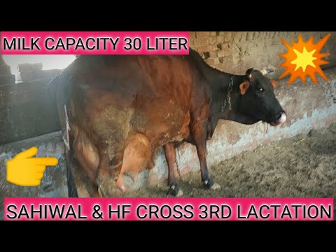 SAHIWAL & HF CROSS COW 3RD LACTATION MILK CAPACITY 30 LITER WITH FEMALE ...
