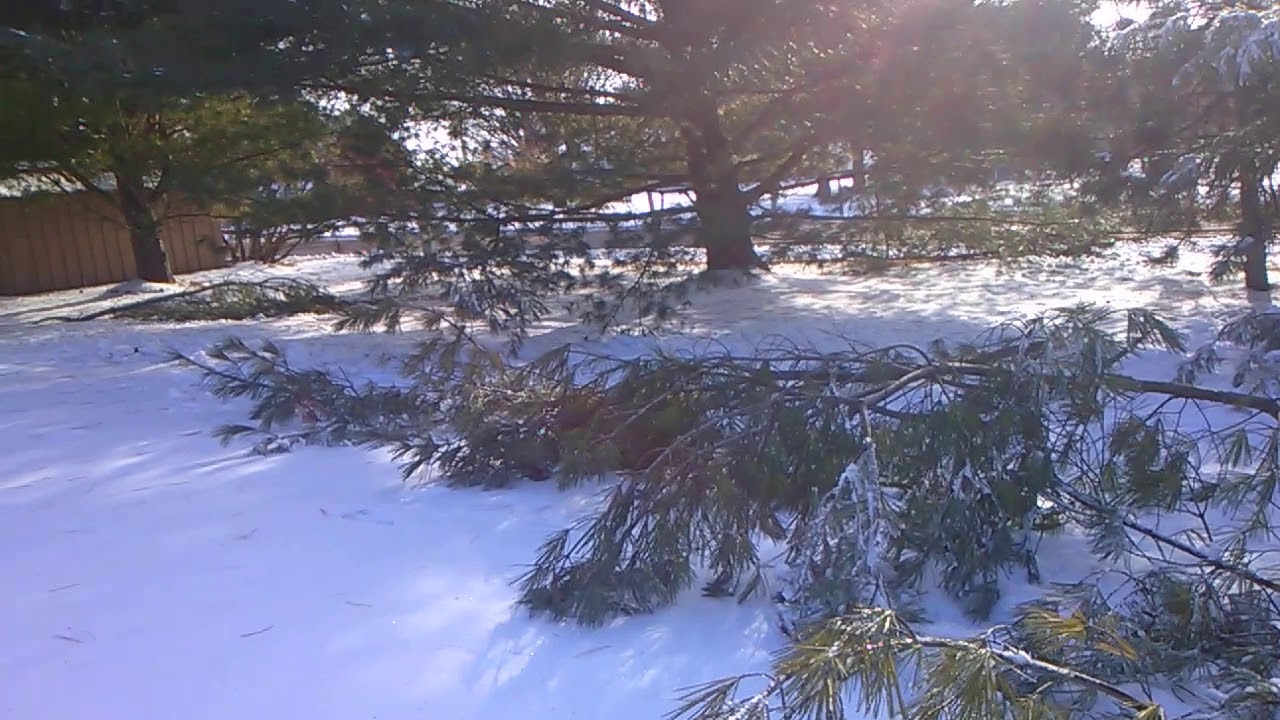 Backyard snow tree's damage - YouTube