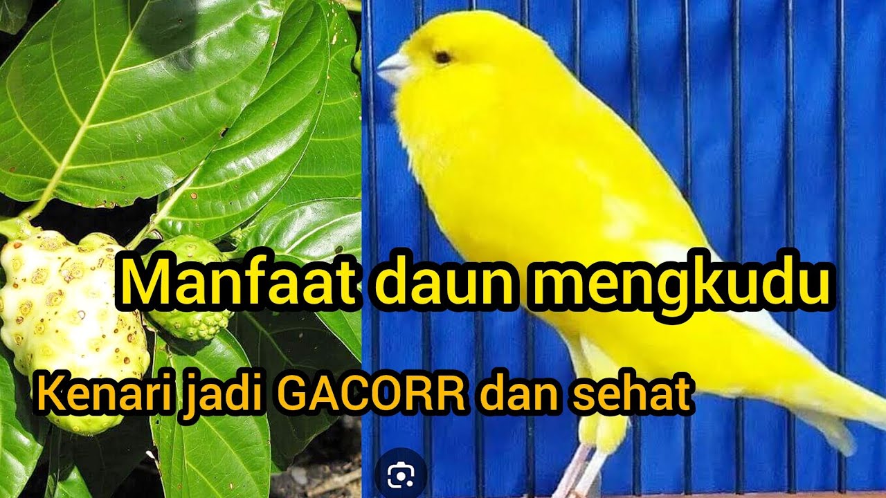 Manfaat daun mengkudu pace untuk kenari - YouTube