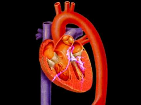 The Heart's electrical system - YouTube