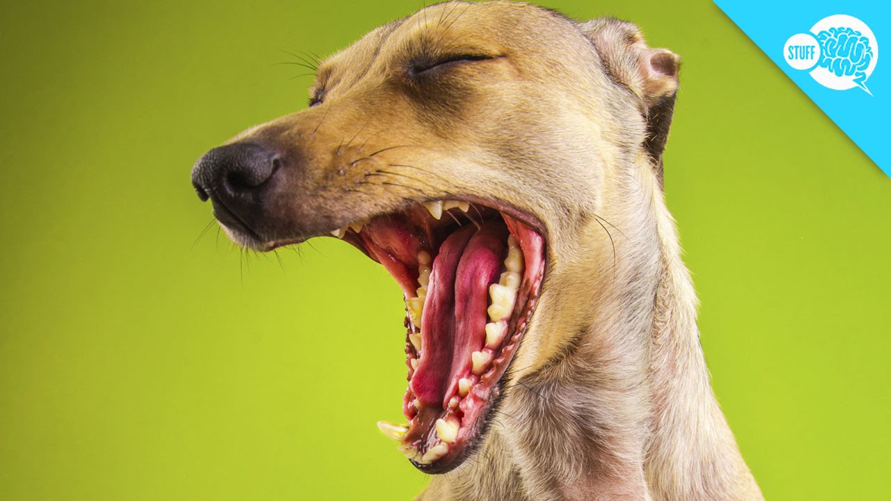 Yawning Puppy