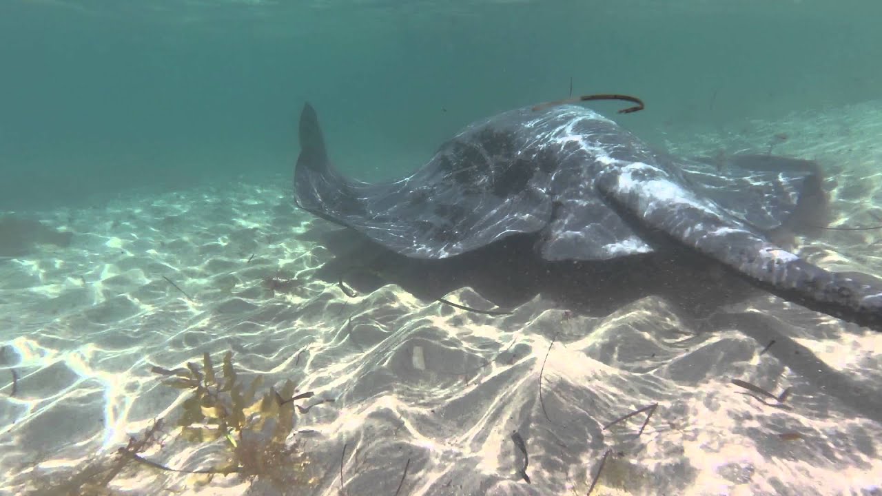 Swimming with stingrays at Hamelin Bay, Western Australia - YouTube