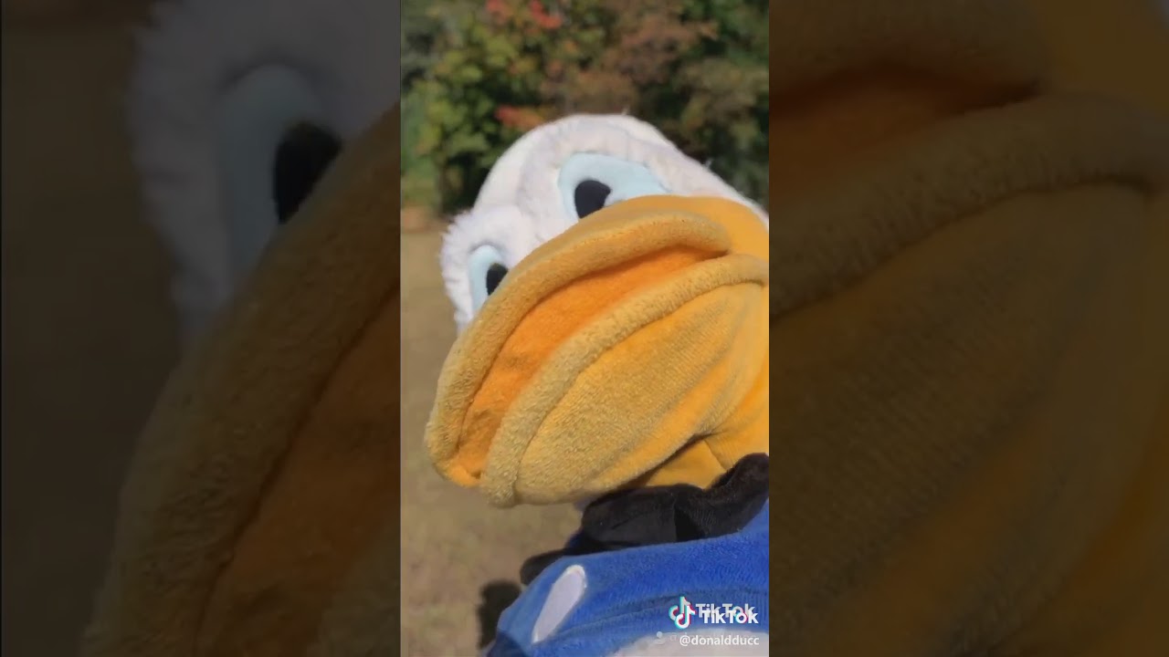 Gritando pato donal - YouTube