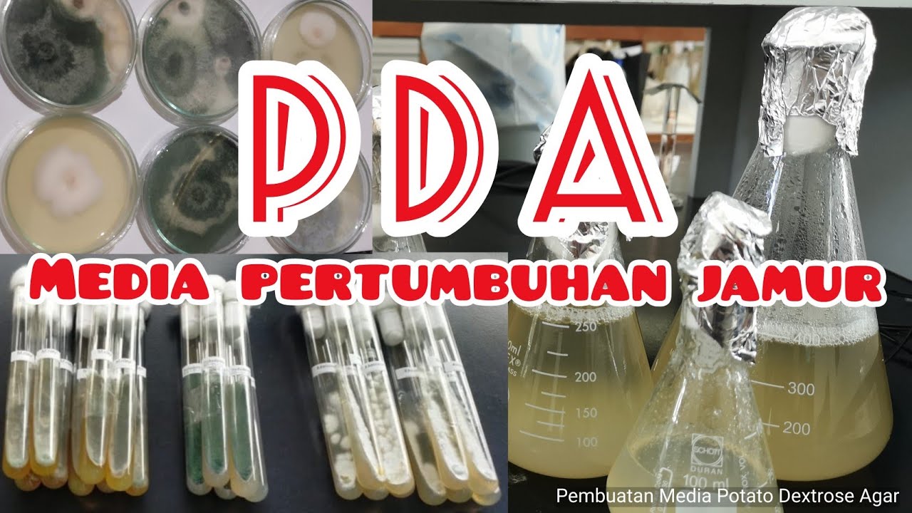 CARA MEMBUAT MEDIA PDA (POTATO DEKSTROSE AGAR) - YouTube