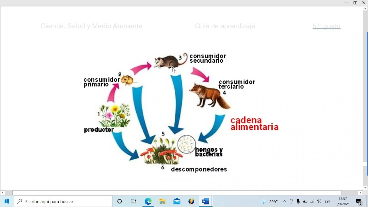 FLUJO DE ENERGIA EN LOS ECOSISTEMAS. CADENAS Y REDES TROFICAS.( CIENCIA ...