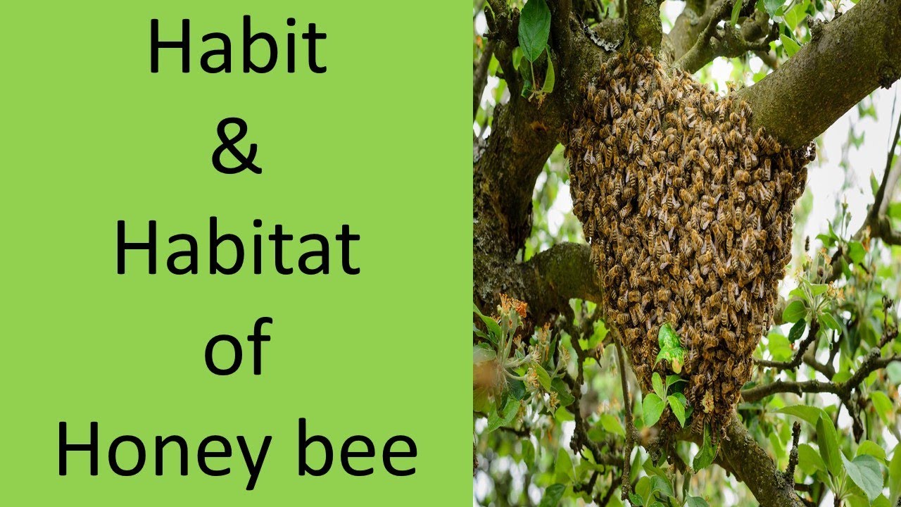 Habit and Habitat of honey bee - YouTube