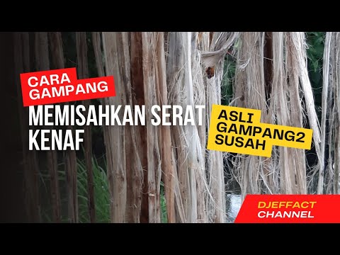 cara mudah pengupasan serat kenaf - YouTube