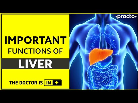 Anatomy of Liver | Functions Of Liver | Where Is Liver Located in Human ...