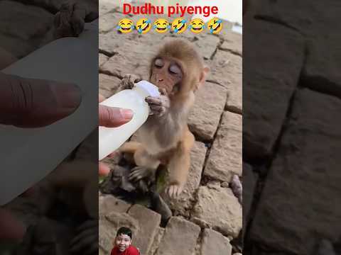 Dudhu piyenge 🤣😂🤣😂 #bandar #cute #monckey #funny #monkey05 #mongkey #animation #cartoon #monkey
