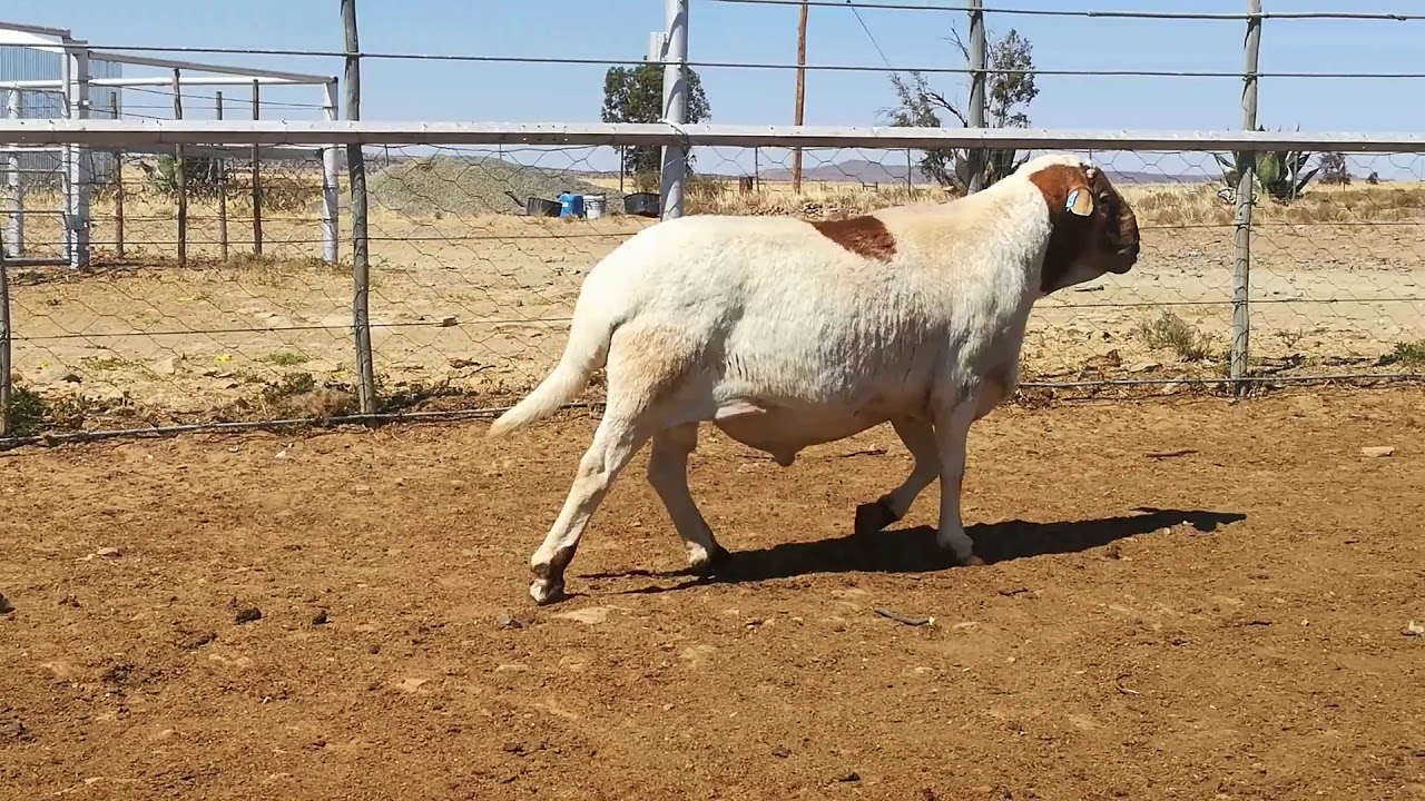 Best of Africa Meatmaster Sale 12 October 2019 - YouTube