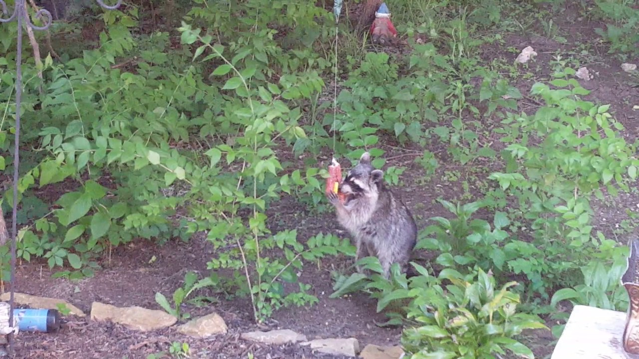 Raccoon eats corn from squirrel bungee - YouTube