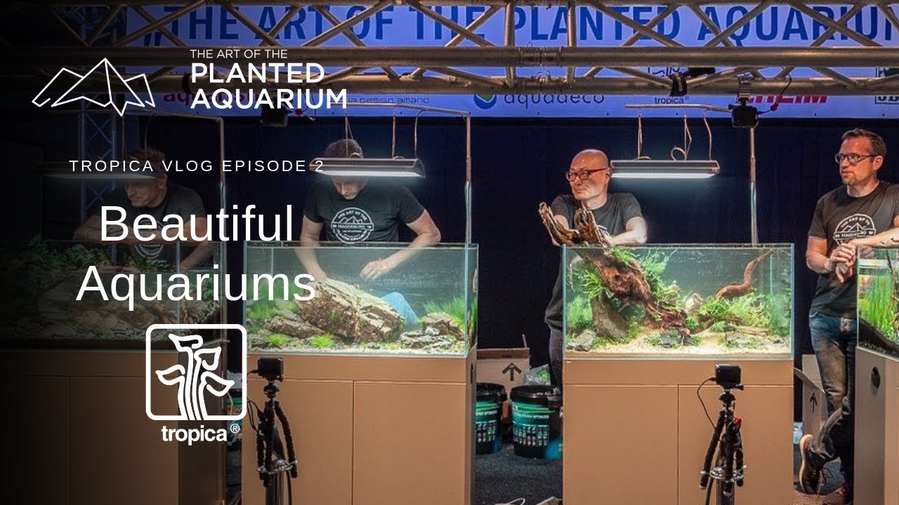 Aquascapes from The Art of The Planted Aquarium Contest - YouTube