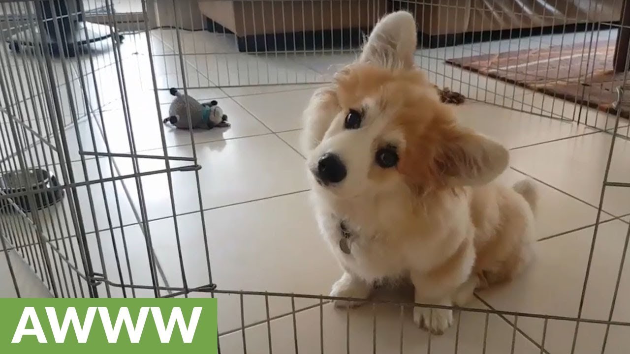 Corgi puppy has serious case of cuteness overload - YouTube