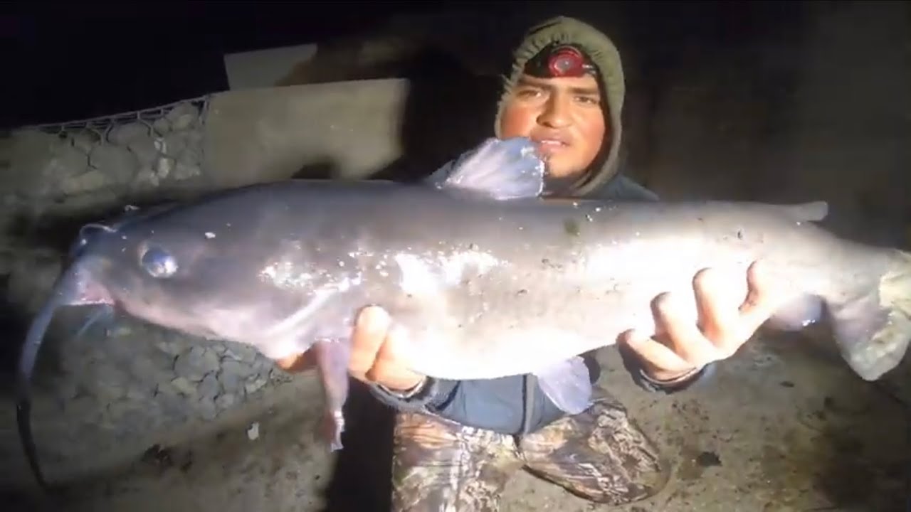 Como pescar Grandes Bagres de rio Catfish - YouTube