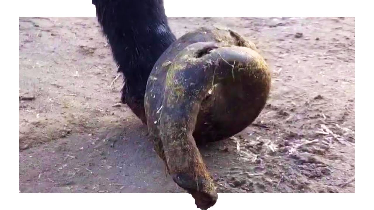 The donkey's hoof was broken and hard, and the donkey howled in pain ...