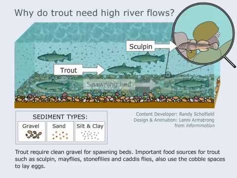 Rivers and Trout Need Spring Flushing Flows - YouTube