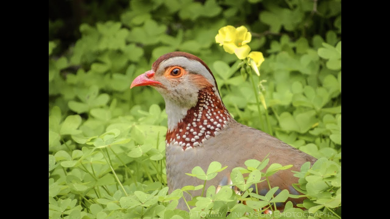 Barbary Partridge in the Nature Reserve, Gibraltar - YouTube