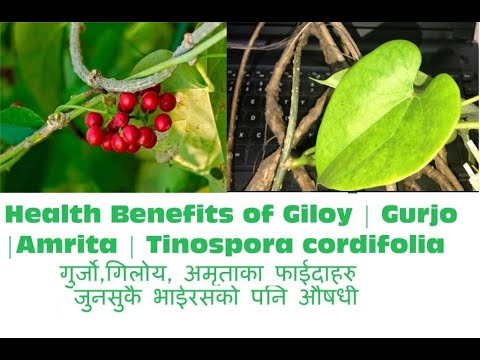 Benefits of Gurjo / Giloy / Guduchi /Amrita : गिलोय, गुर्जो , अमृताको ...