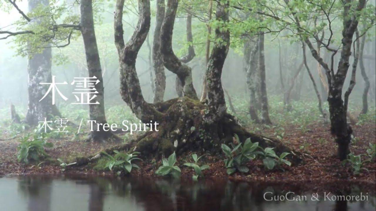 GuoGan & Komorebi -- 木霊（木雴 / Tree Spirit）二胡/Erhu - YouTube