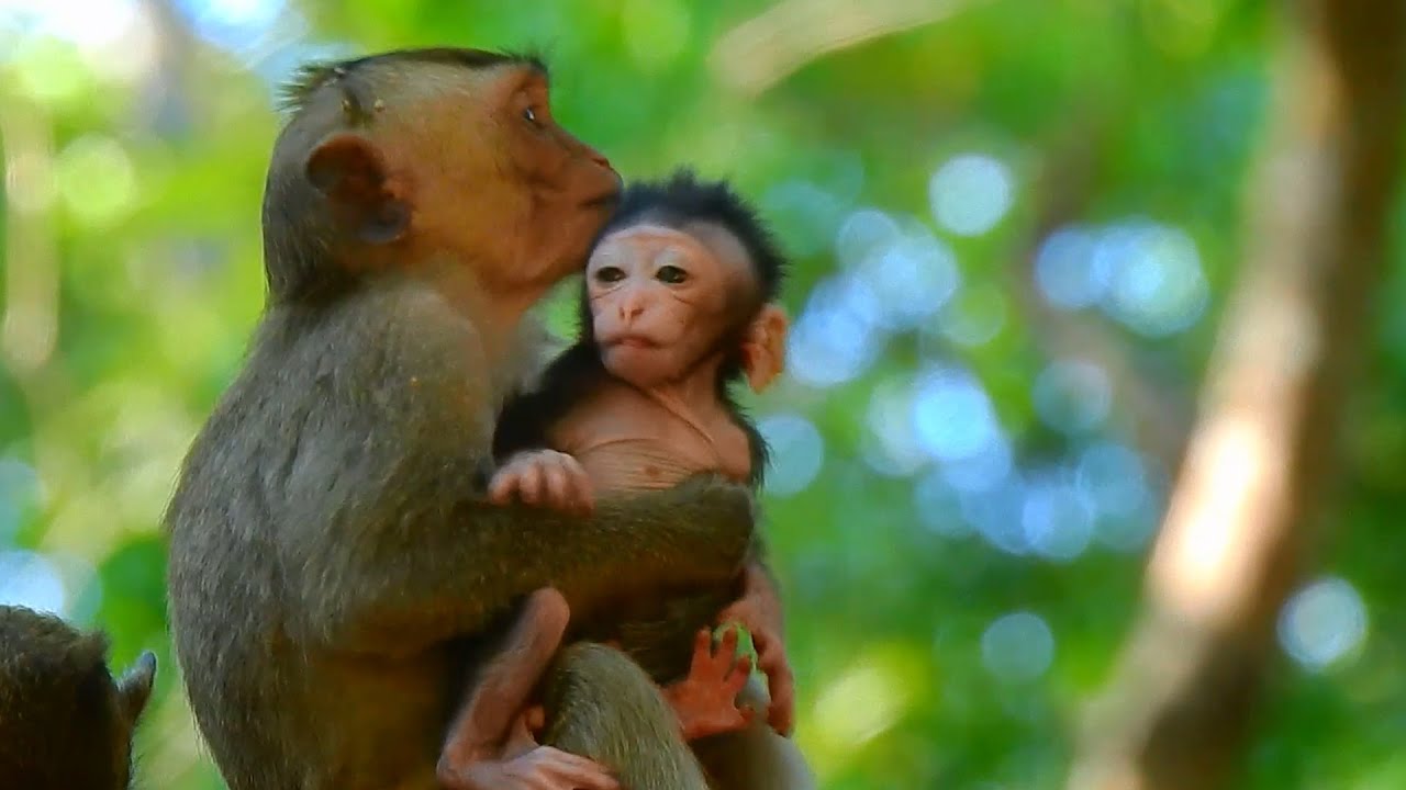 Newborn baby Anya escape so hard from little monkey, Mom April came and ...
