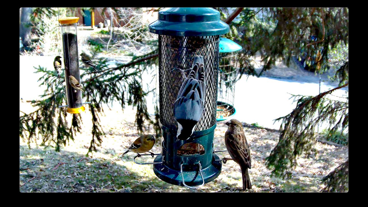 🔴 Live Bird Feeder - Silver Spring, Maryland - YouTube