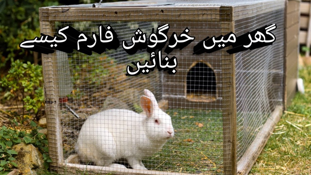 how to start rabit farming at home/rabit farming in pak by ghaffar ch ...