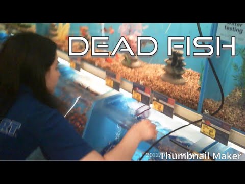 Dead Fish PRANK!! - YouTube