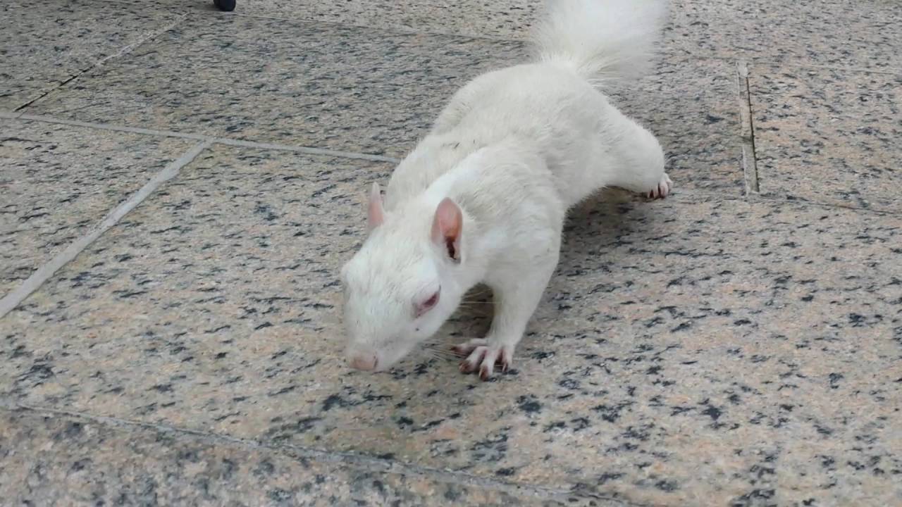 White squirrel in WA DC. - YouTube