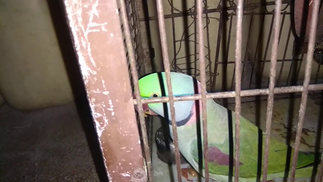 Talking Parrot! mimic cat and says Meow - YouTube
