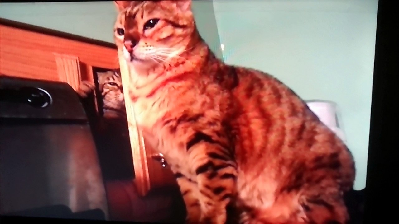 Funny cat hitting - YouTube