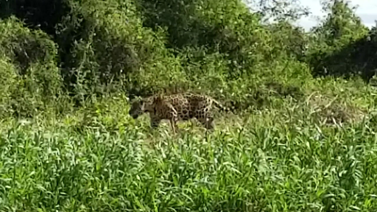 Hungry Jaguar Hunting in the Jaguar Reserve in the Pantanal of Brazil ...