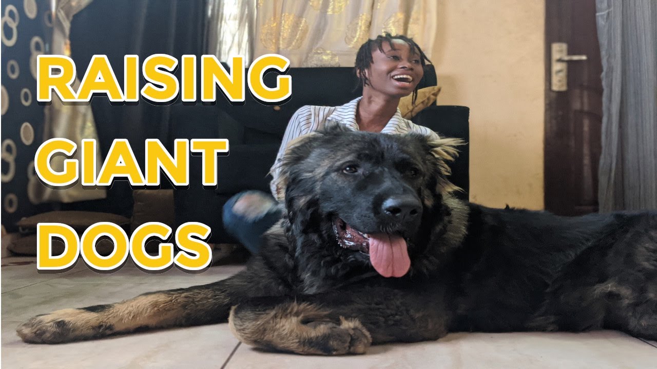 Caucasian Shepherds, Turkish Kangals & German Shepherds: How I care for ...