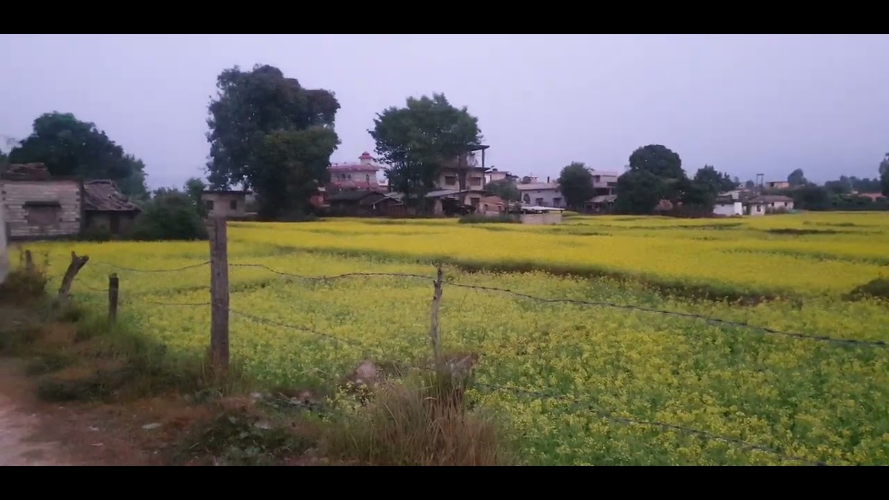 Tori (Mustard) blossom - YouTube