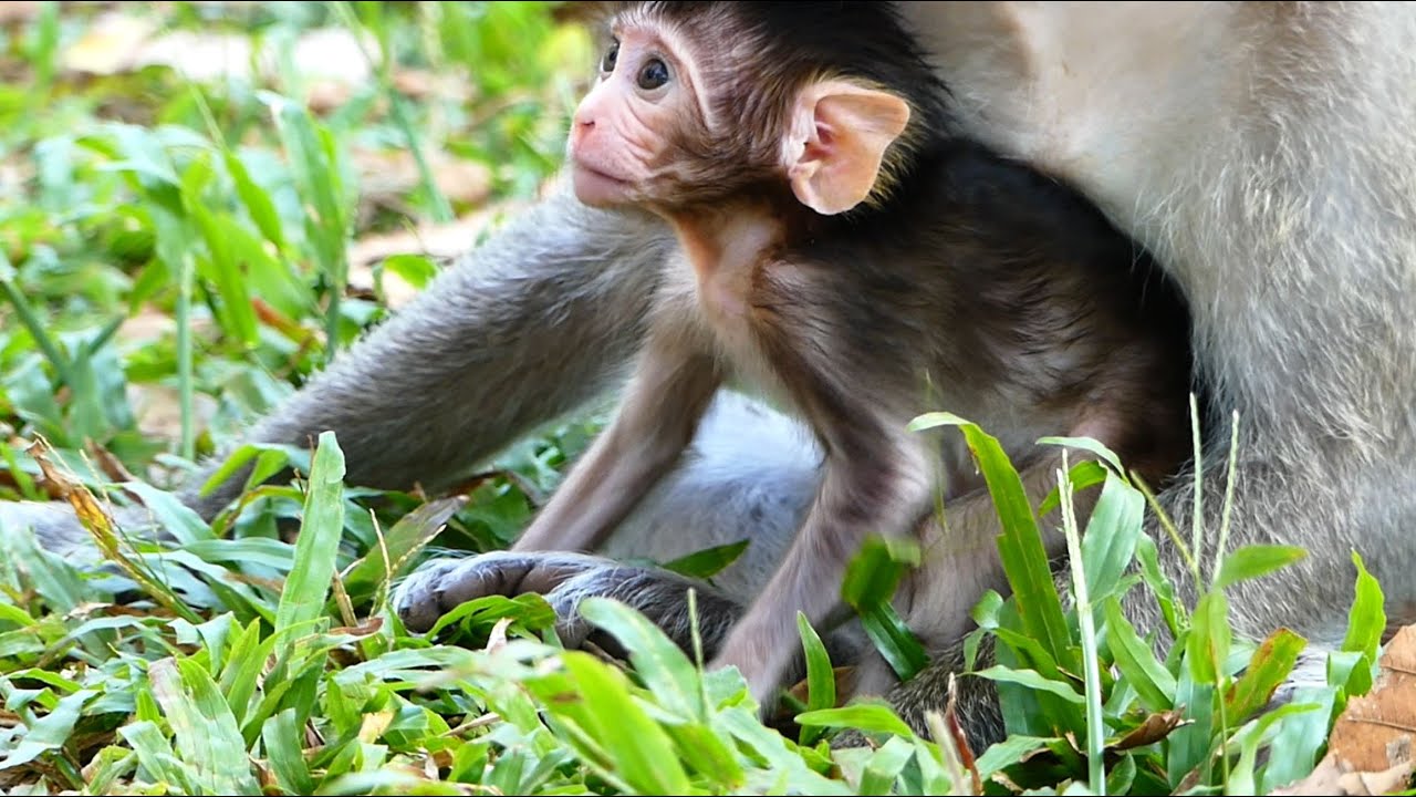 Monkey Viola Stay Very Cool Training Vixen, Support Everything Not Only ...